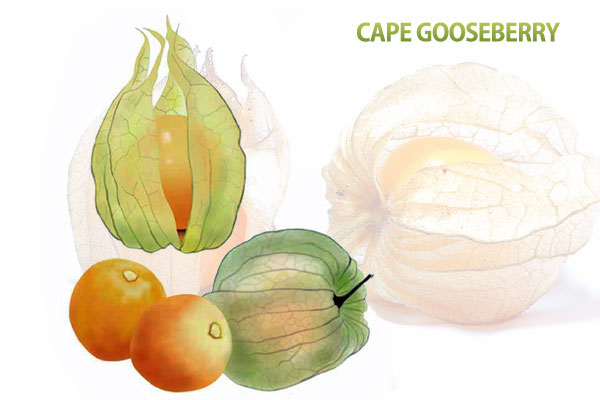 Cape Gooseberry | Cape Gooseberry Nutrients | Cape Gooseberry health ...