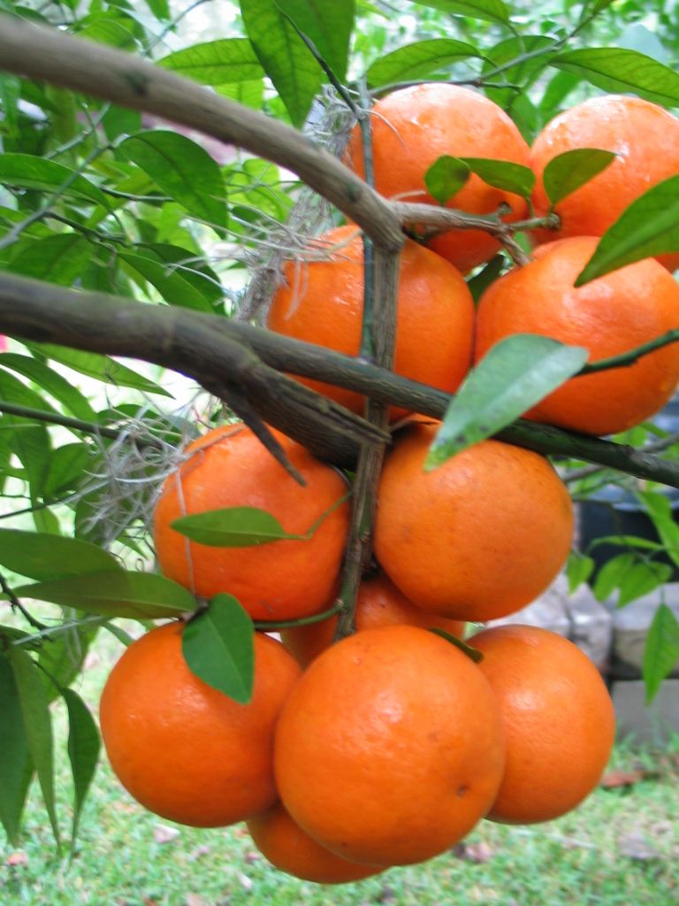 Blood Lime Recipes | Red Finger Lime Nutrition | Ellendale Mandarin ...