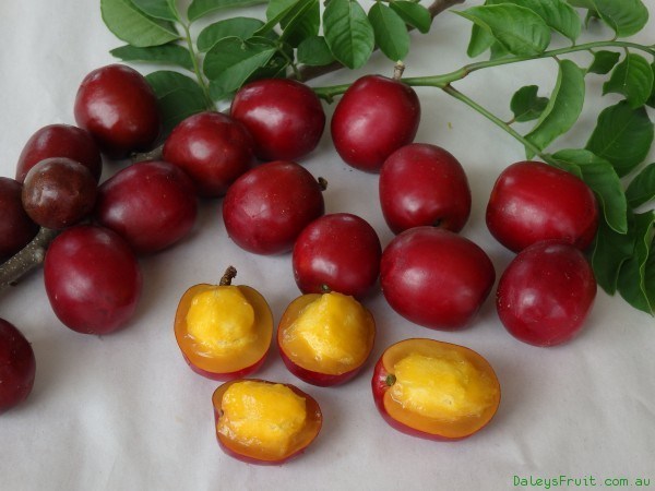 Huito nutrition, common name, origin, wine, uses, health, medicinal ...