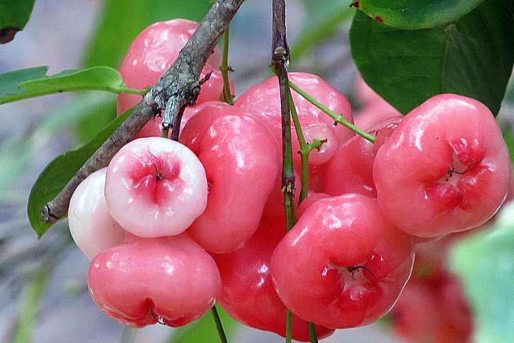 Malay Apple | Nutrition facts-Malay Apple | Health benefits