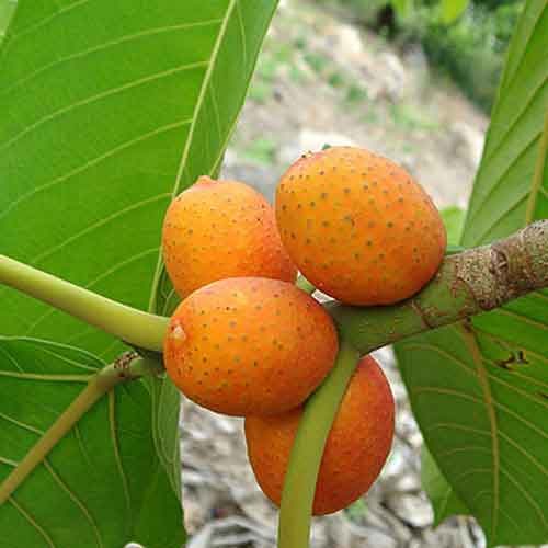 Lapsi fruit| Nutrition facts-Lapsi fruit| Health benefits